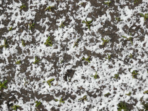 frozen ground texture 0044 - Texturelib